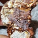 EXTREMELY RARE Multi Colored Fortification Agate With Crystal ...