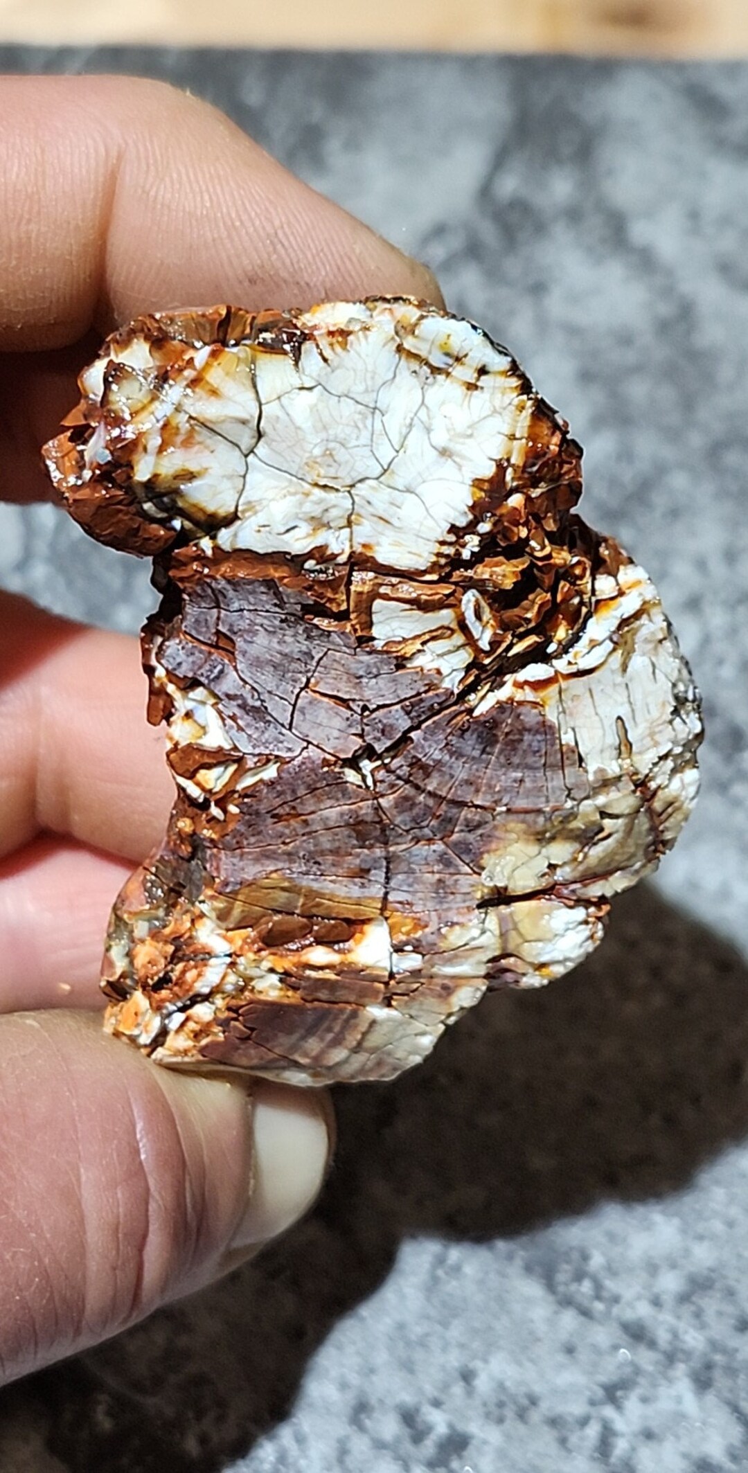 EXTREMELY RARE Multi Colored Fortification Agate With Crystal ...
