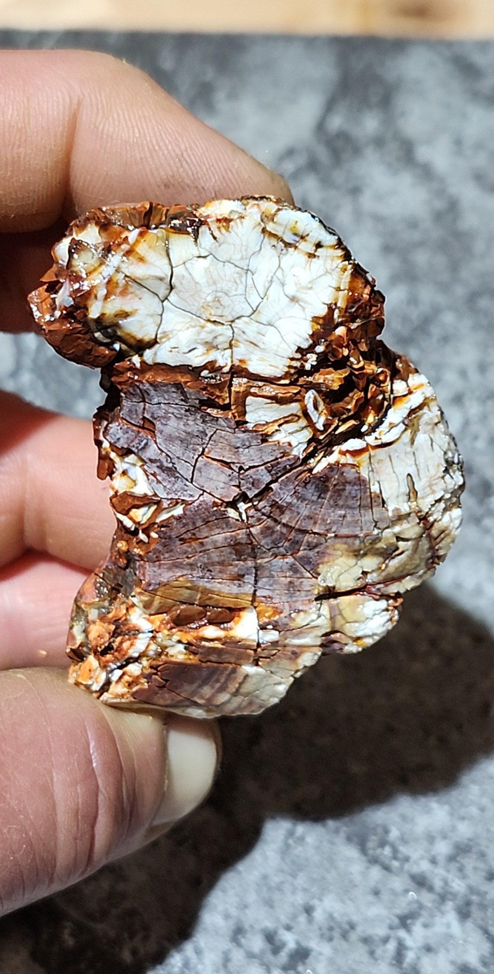 EXTREMELY RARE Multi Colored Fortification Agate With Crystal ...
