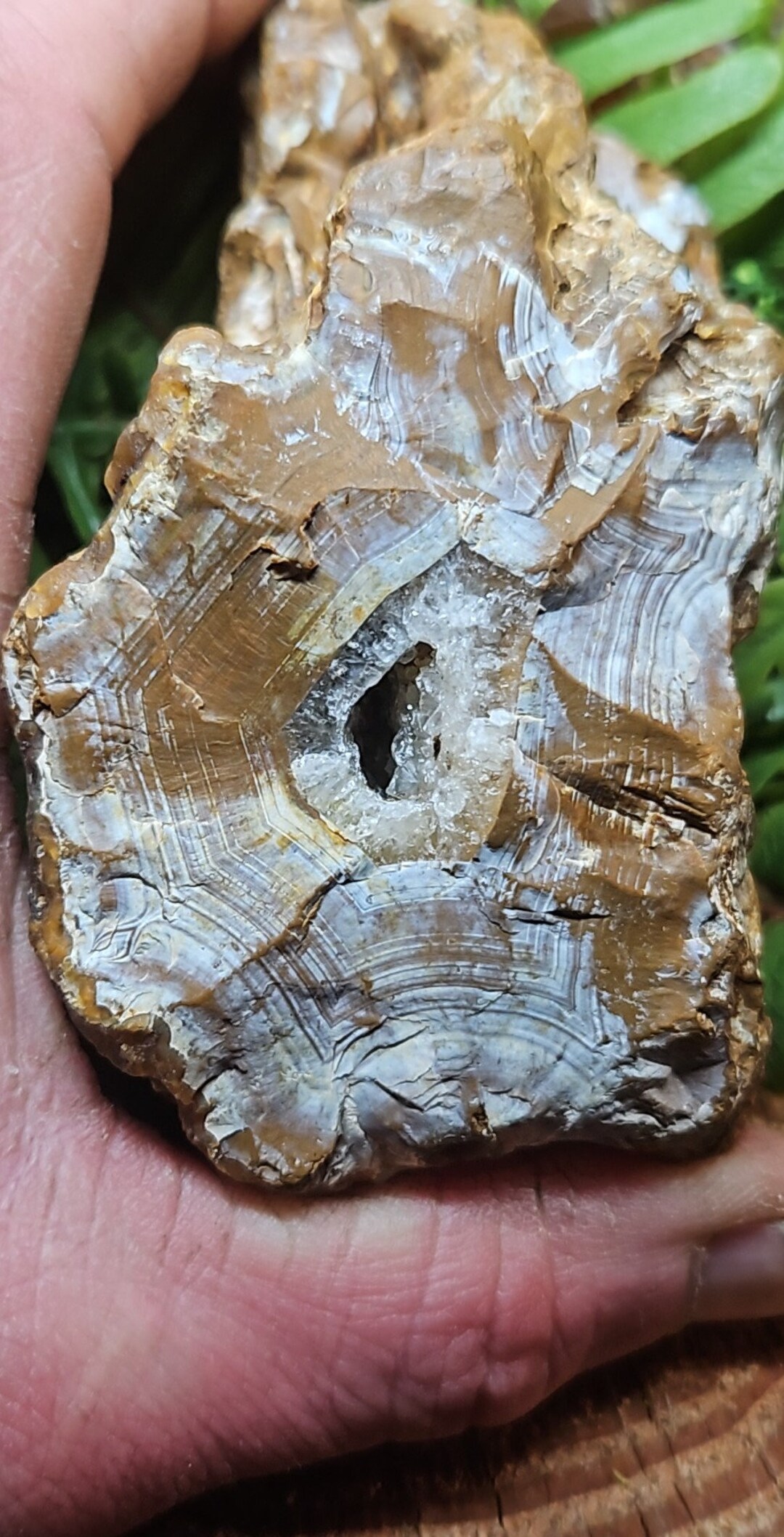 Rare Fortified Carnelian Agate Banded SW Washington Natural Stone ...