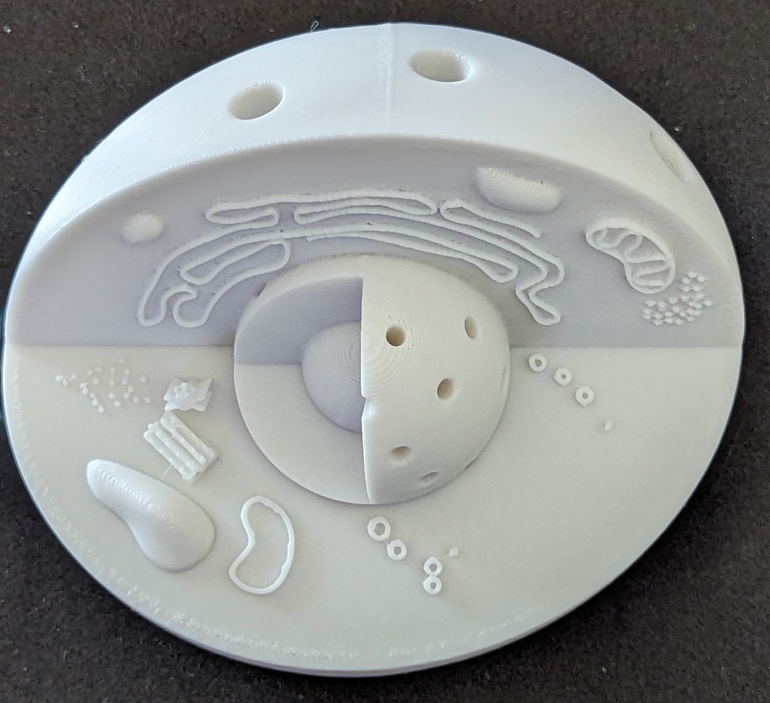 Animal Cell Model - Etsy Australia