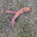 Rustic Metal Fox Garden Sculpture | Weathered Fox Outdoor Decor | Rusty ...