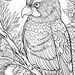Exotic Birds Coloring Pages, Adults Printable Coloring Page, Parrots ...