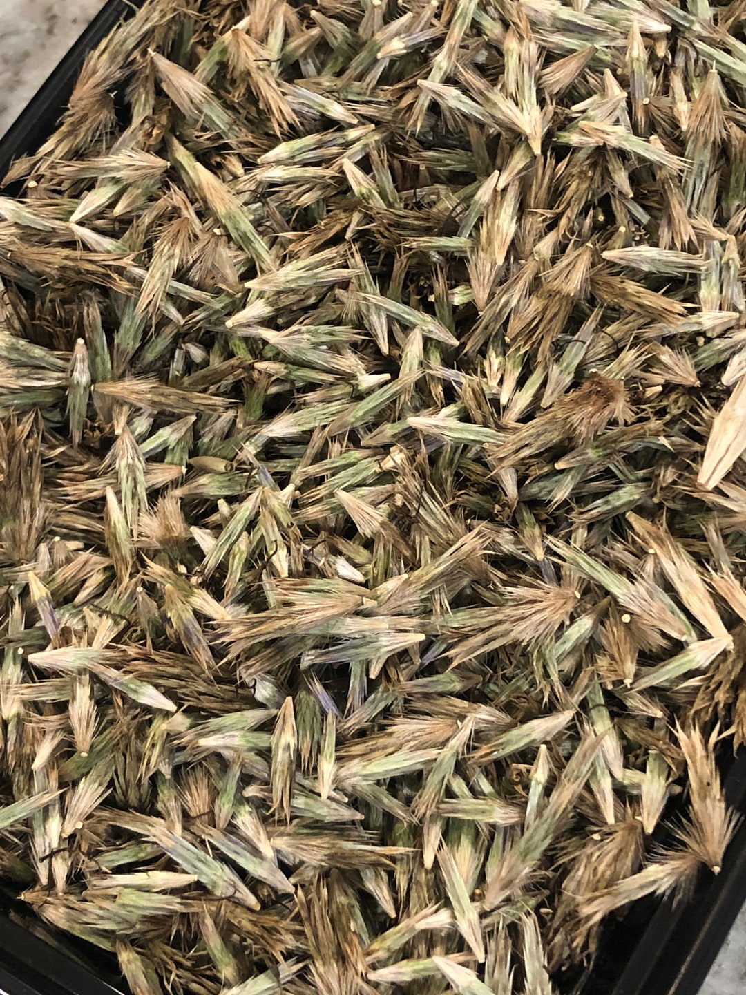 Echinops blue Globe Thistle Seeds - Etsy