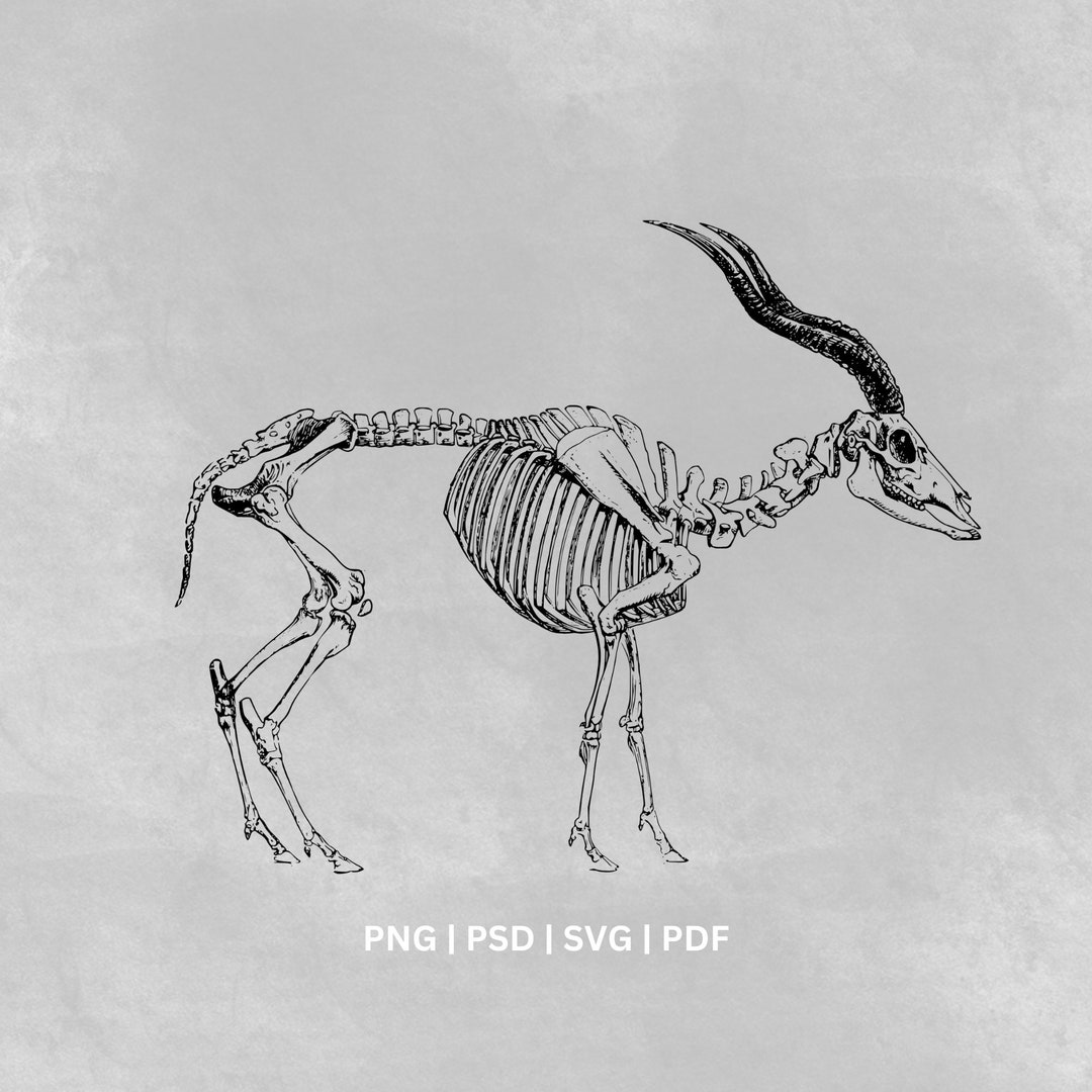 Digital Addax Skeleton Illustration Printable Art for - Etsy
