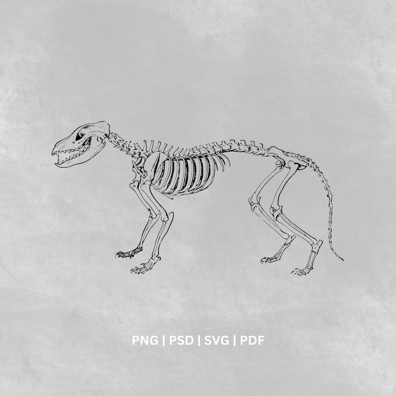Digital Hyena Skeleton Illustration Printable Art for - Etsy
