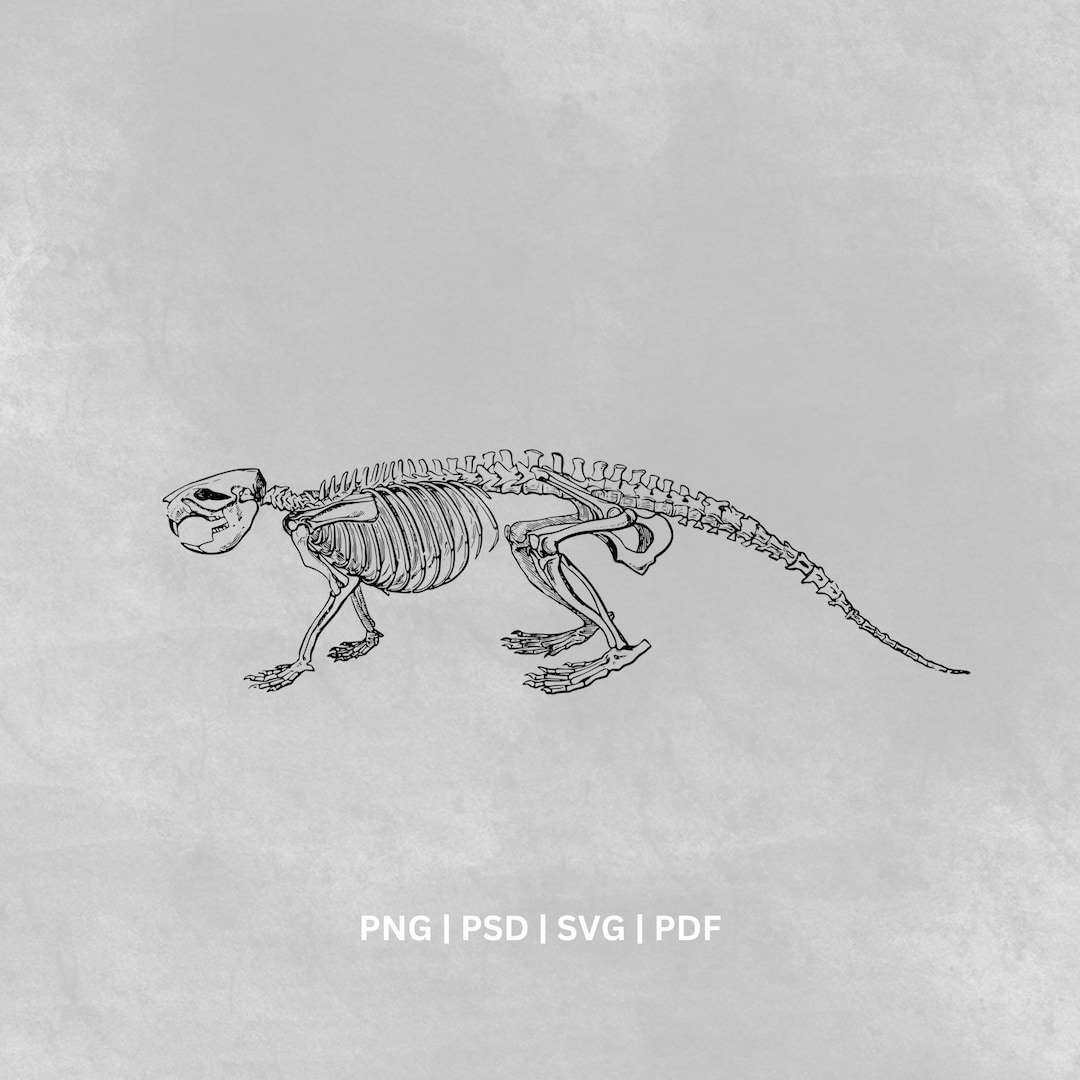 Digital Beaver Skeleton Illustration Printable Art for - Etsy