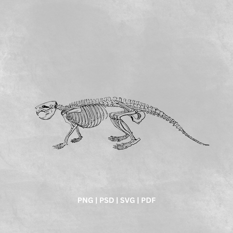 Digital Beaver Skeleton Illustration Printable Art for - Etsy