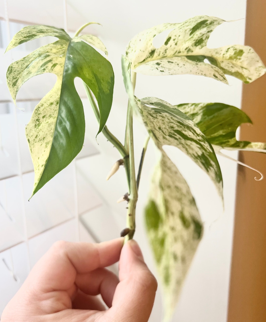 Variegated Epipremnum Pinnatum Pothos Fenestrated Leaves Rooted Cutting ...