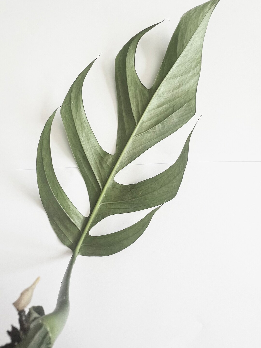 Blue Form Epipremnum Pinnatum Pothos Fenestrated Leaves Rooted Cutting ...