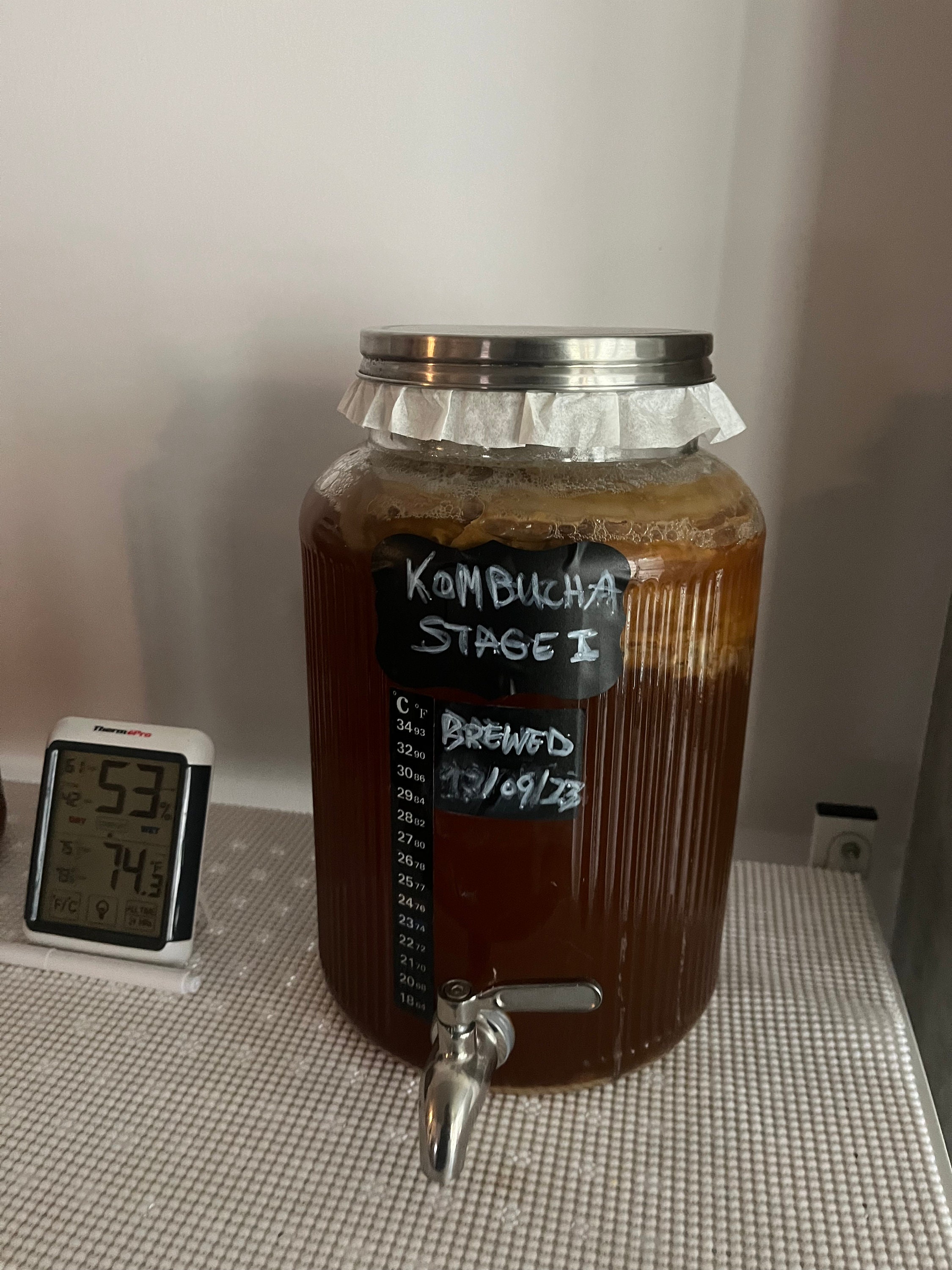 Organic Kombucha Tea SCOBY With Starter Fluid Grown With Organic Sugar ...