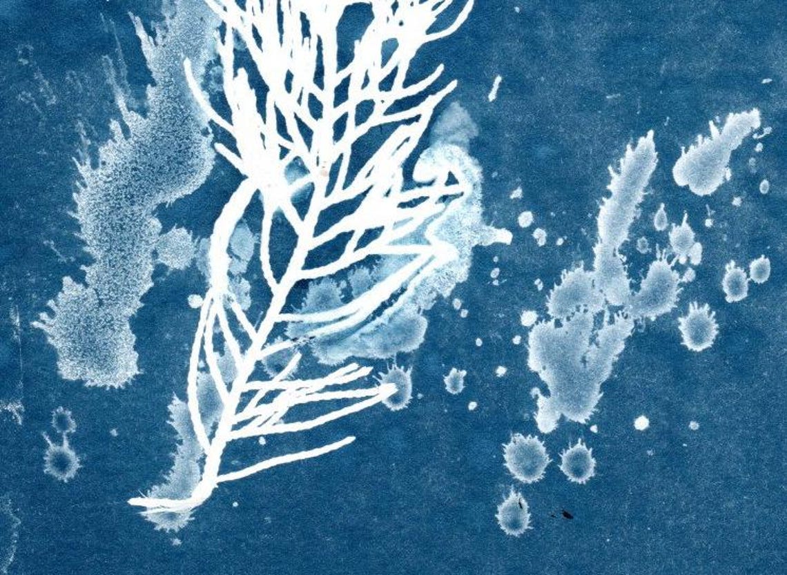 Unique, Original Cyanotype Photography Fine Art Print. Old Photographic ...