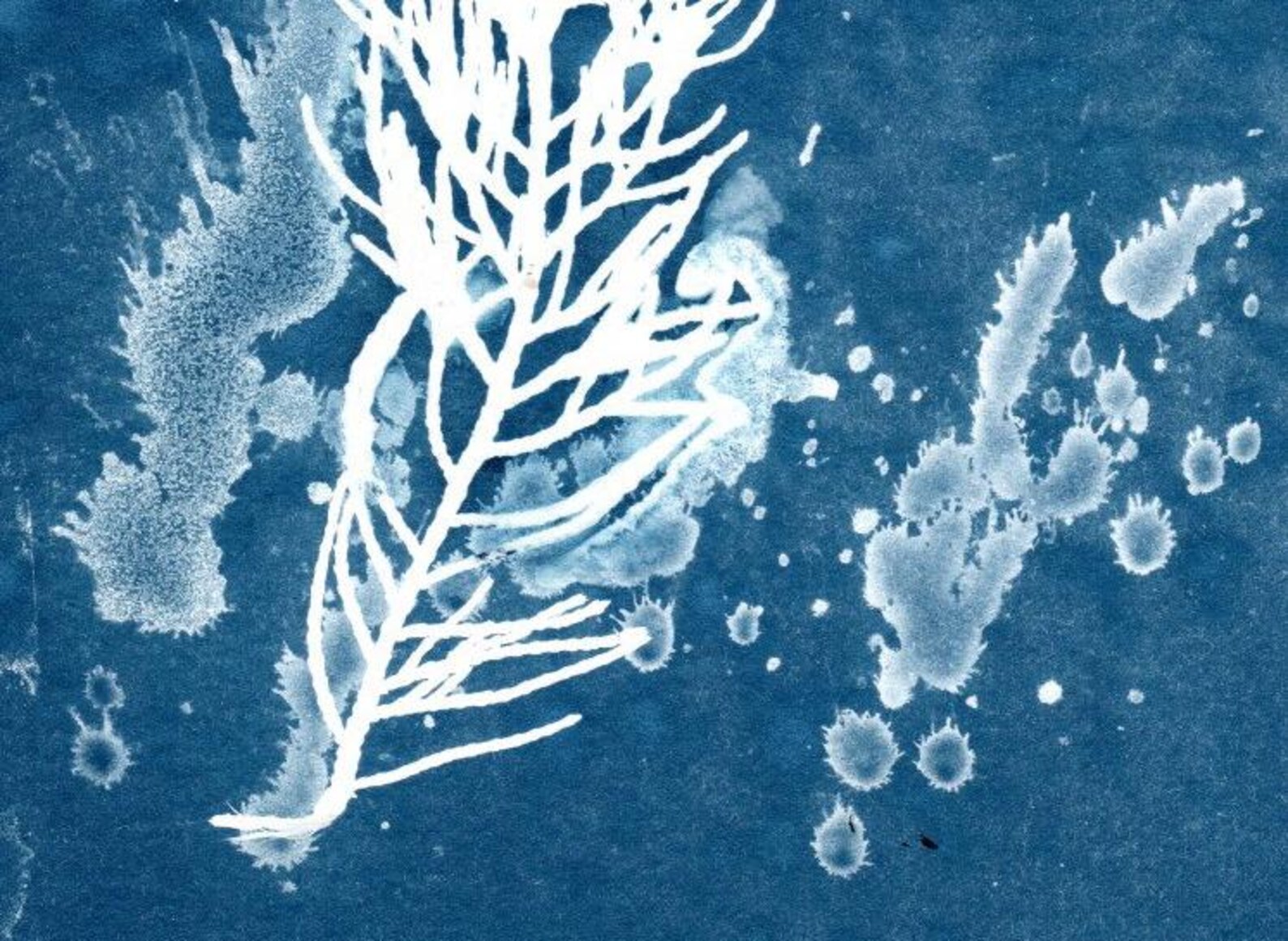 Unique, Original Cyanotype Photography Fine Art Print. Old Photographic ...