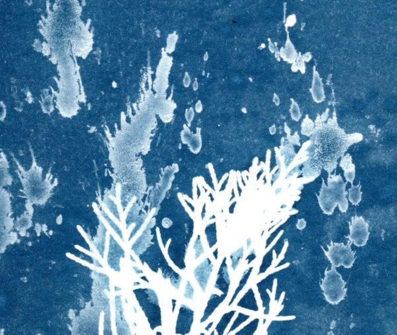 Unique, Original Cyanotype Photography Fine Art Print. Old Photographic ...
