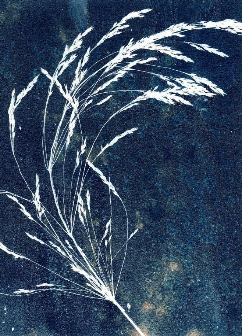 Unique, Original Cyanotype Photography Fine Art Print. Old Photographic ...