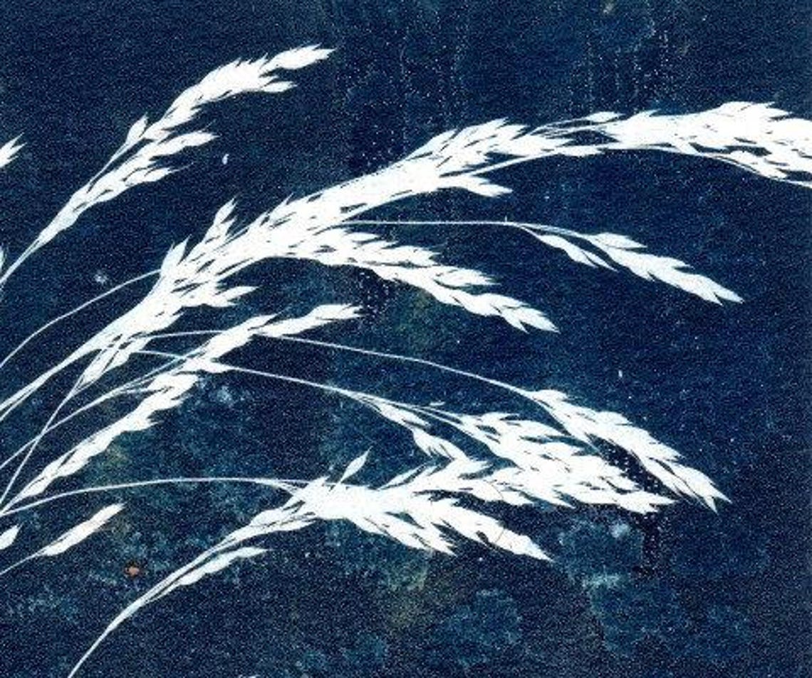 Unique, Original Cyanotype Photography Fine Art Print. Old Photographic ...