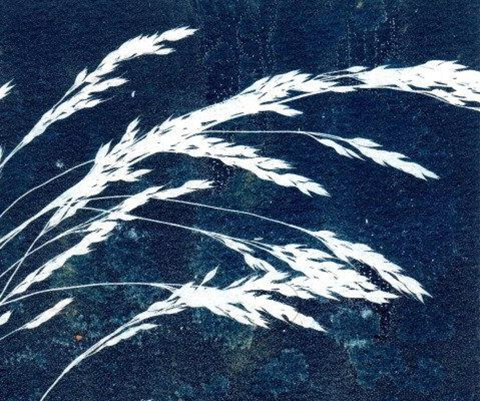 Unique, Original Cyanotype Photography Fine Art Print. Old Photographic ...