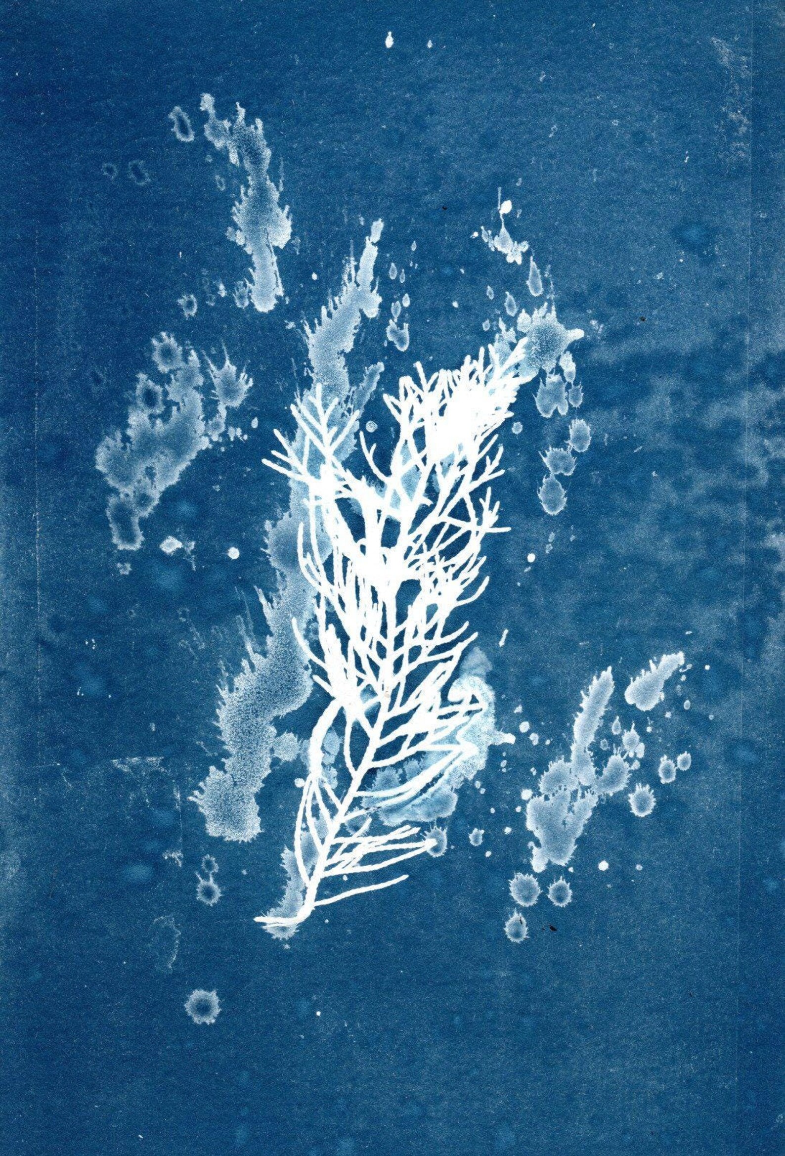 Unique, Original Cyanotype Photography Fine Art Print. Old Photographic ...