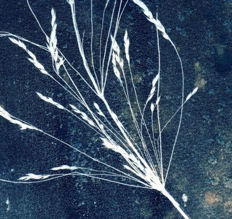 Unique, Original Cyanotype Photography Fine Art Print. Old Photographic ...