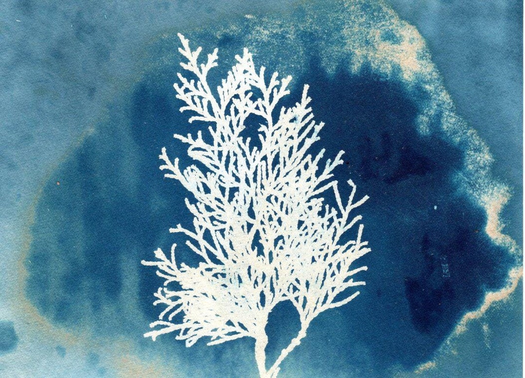Unique, Original Cyanotype Photography Fine Art Print. Old Photographic ...