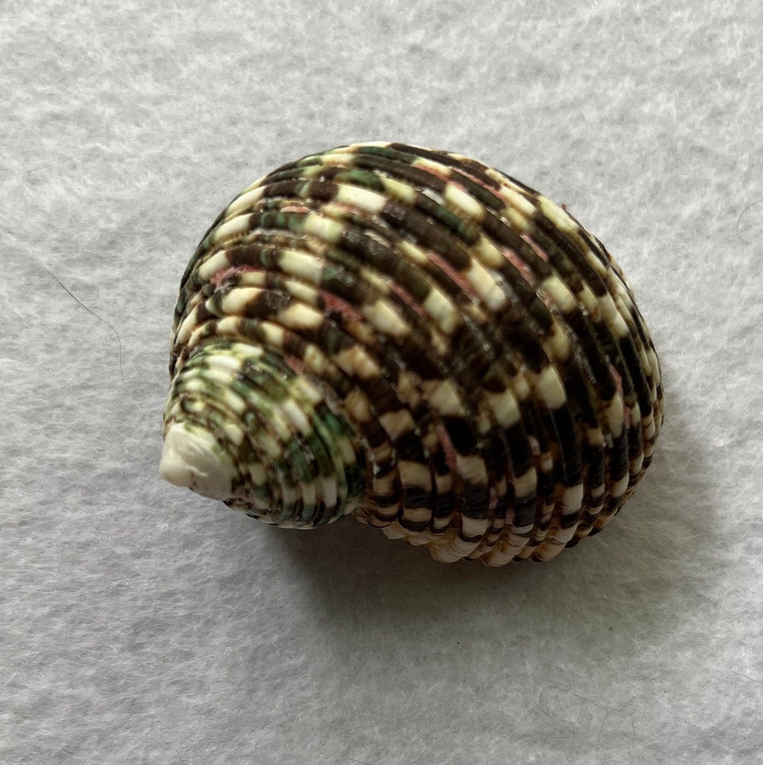 Turbo Setosus Shell - Etsy