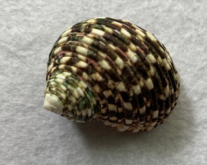 Turbo Setosus Shell - Etsy