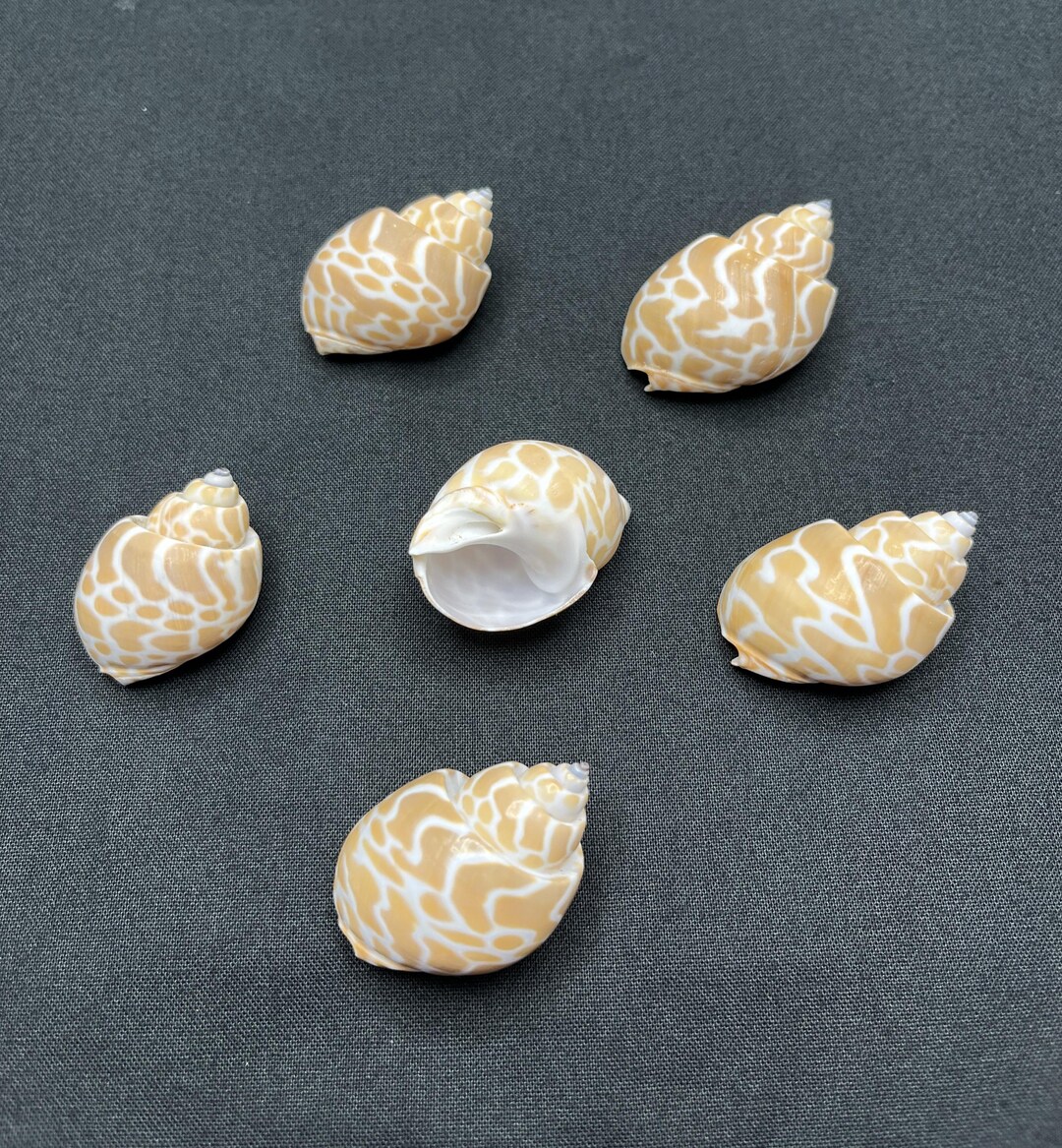 Babylonia Spirata Shells - Etsy