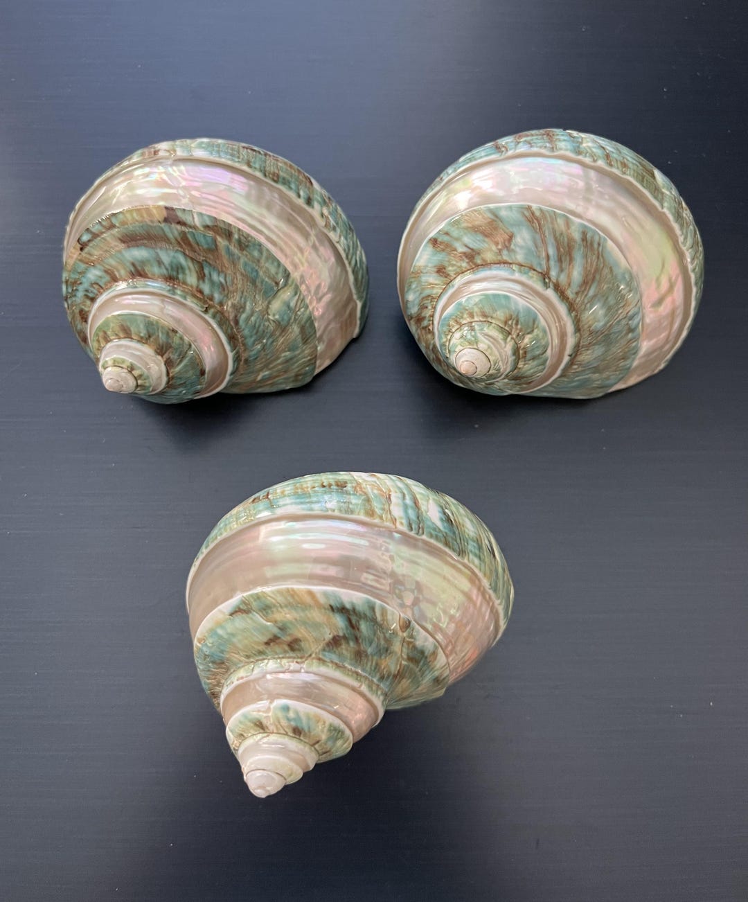 Triple Banded Jade Turbo Shell Sale Bundel - Etsy