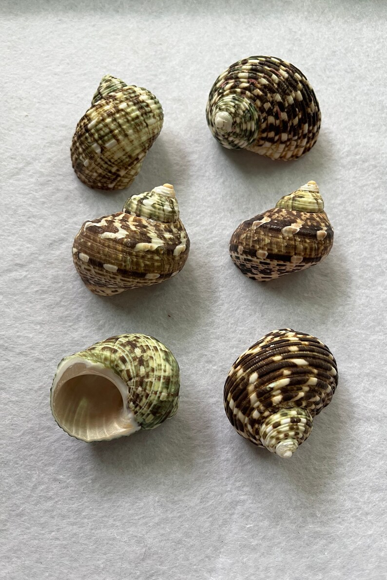 Turbo Setosus Shell - Etsy