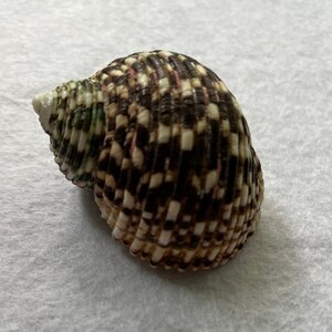 Turbo Setosus Shell - Etsy