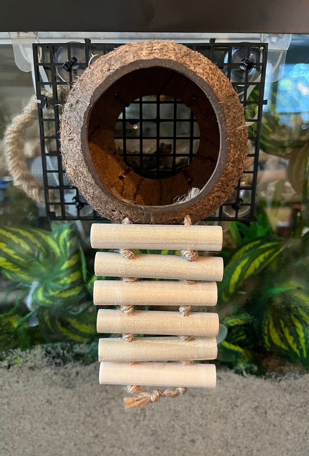 Whole Coconut Glass Mount Moss Pit - Etsy