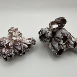 Sea Barnacles - Etsy