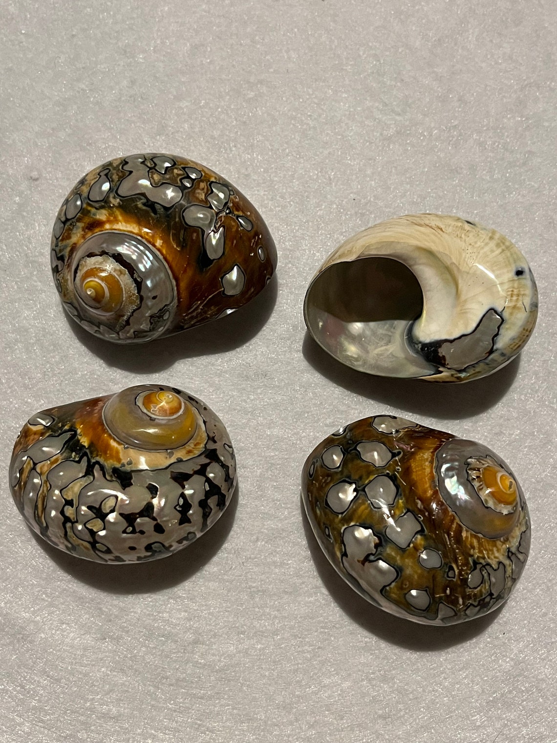 Polished Turbo Sarmaticus Shell - Etsy