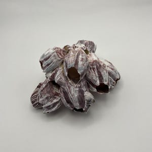 Sea Barnacles - Etsy