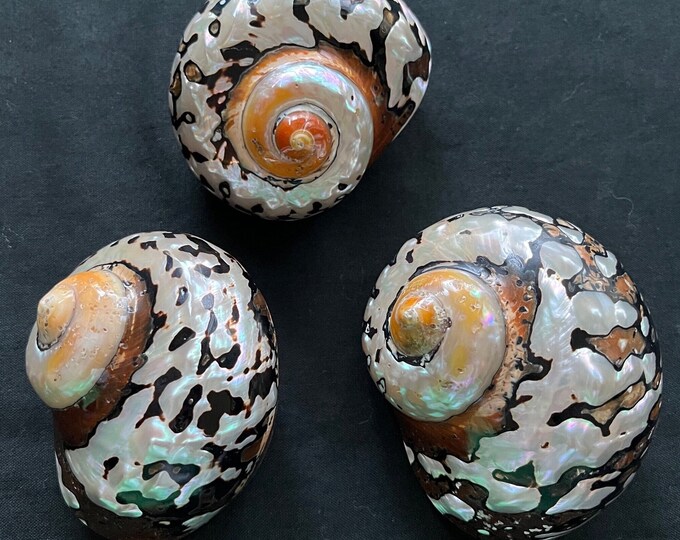 Polished Turbo Sarmaticus Shell - Etsy
