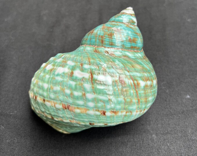 Polished Jade Turbo Shell - Etsy