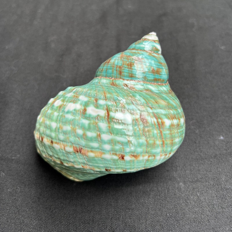 Hermit Crab Shell - Etsy