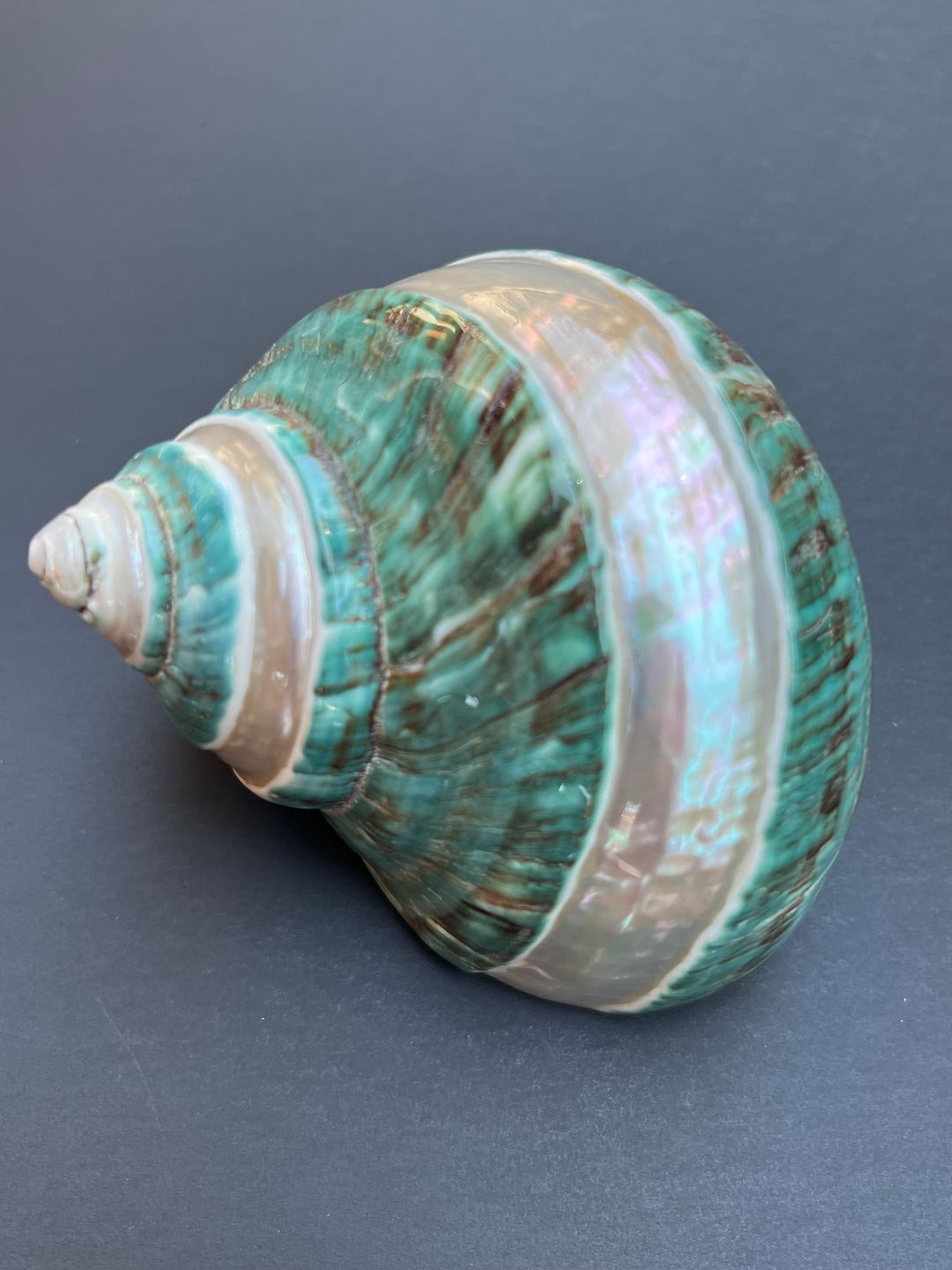 Pearl Banded Jade Turbo Shell - Etsy