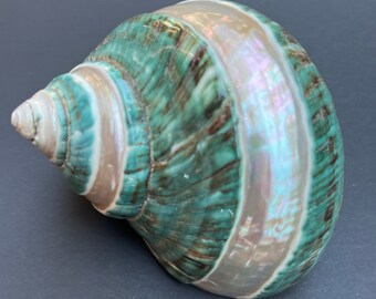 X-large Polished Jade Turbo Shell 4-4.5 Green Turbo Seashell ...