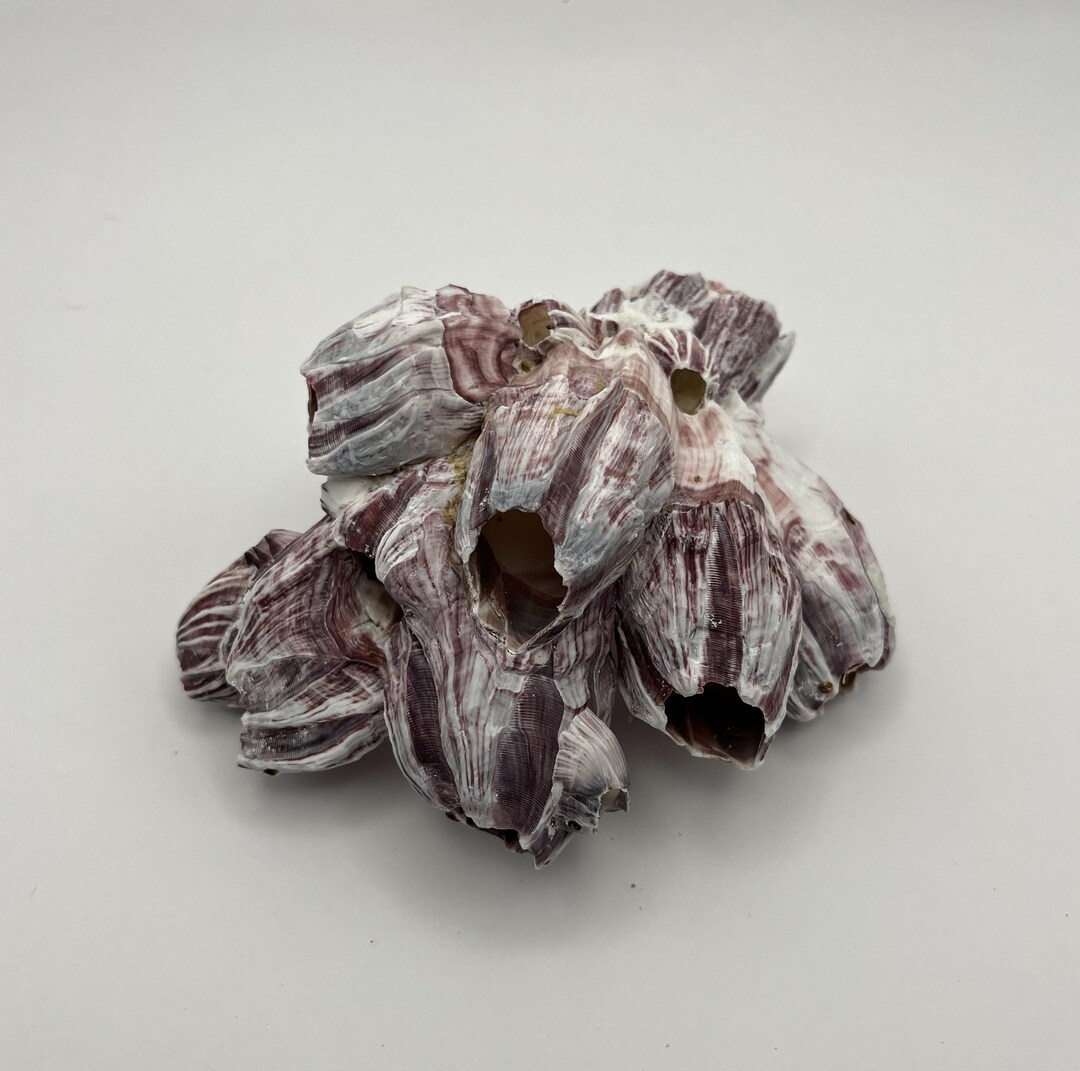 Sea Barnacles - Etsy