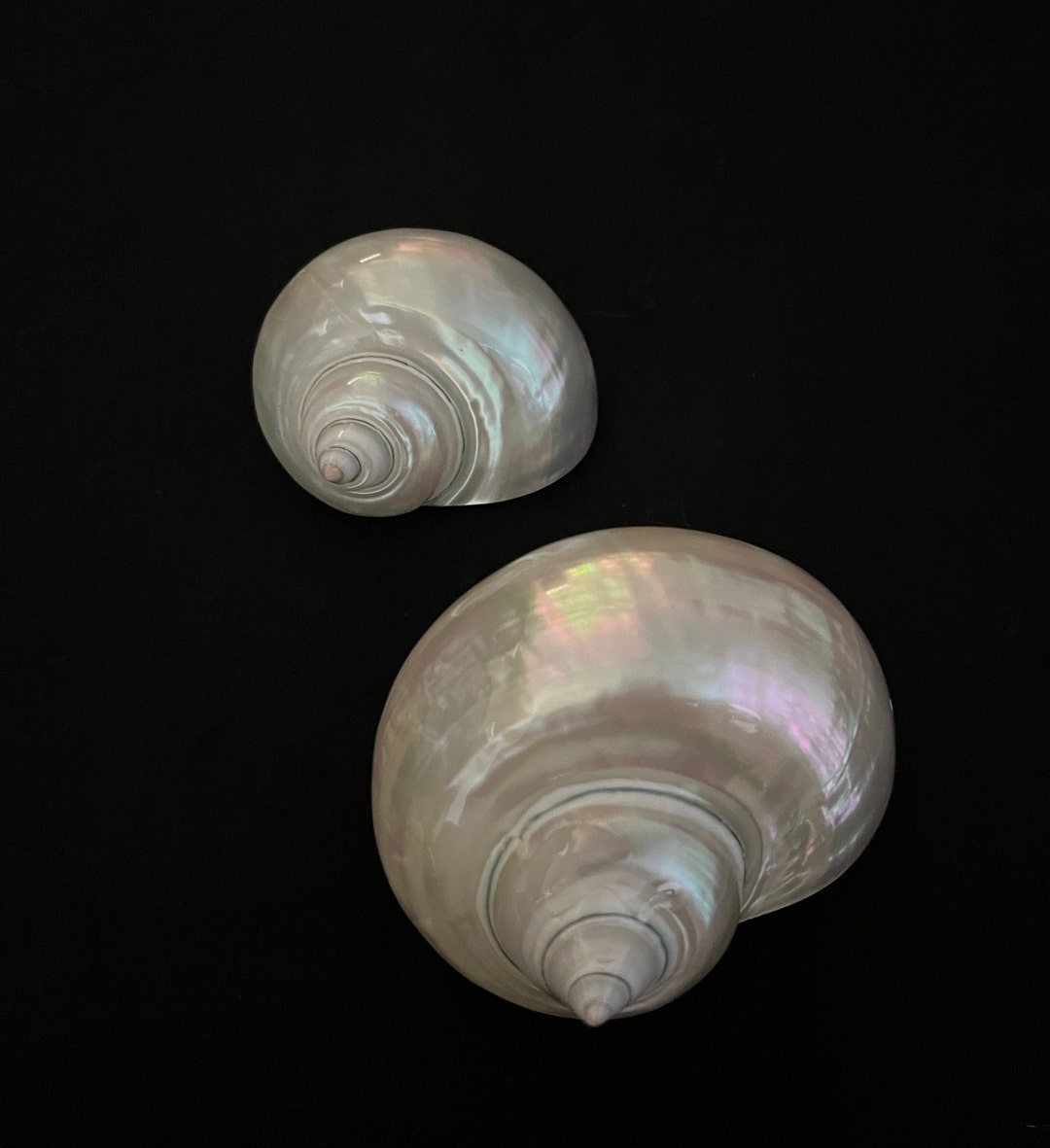 Pearl Jade Turbo Shell - Etsy