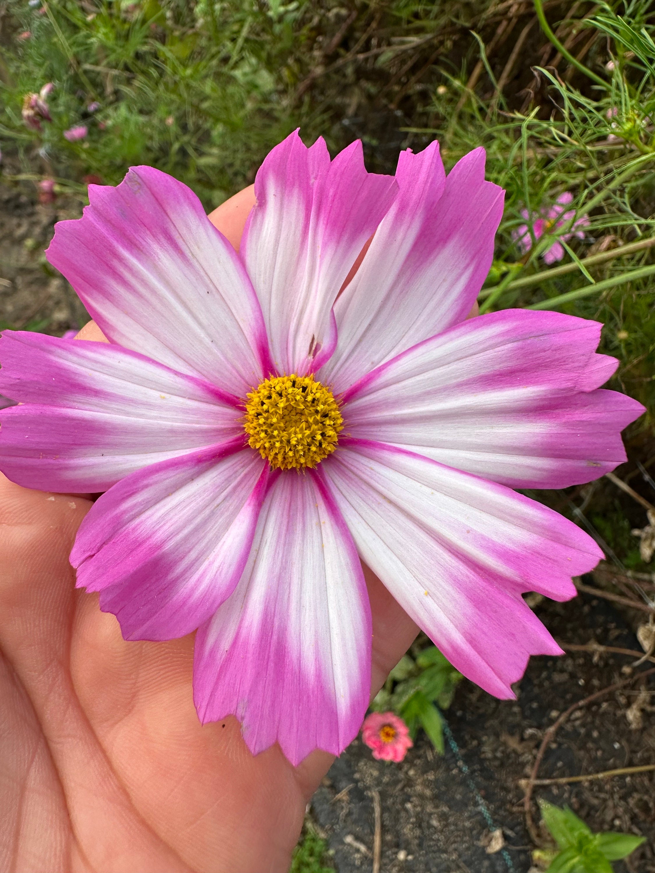 Cosmo Mix Open Pollination 200 Seed Packet OHIO Grown - Etsy