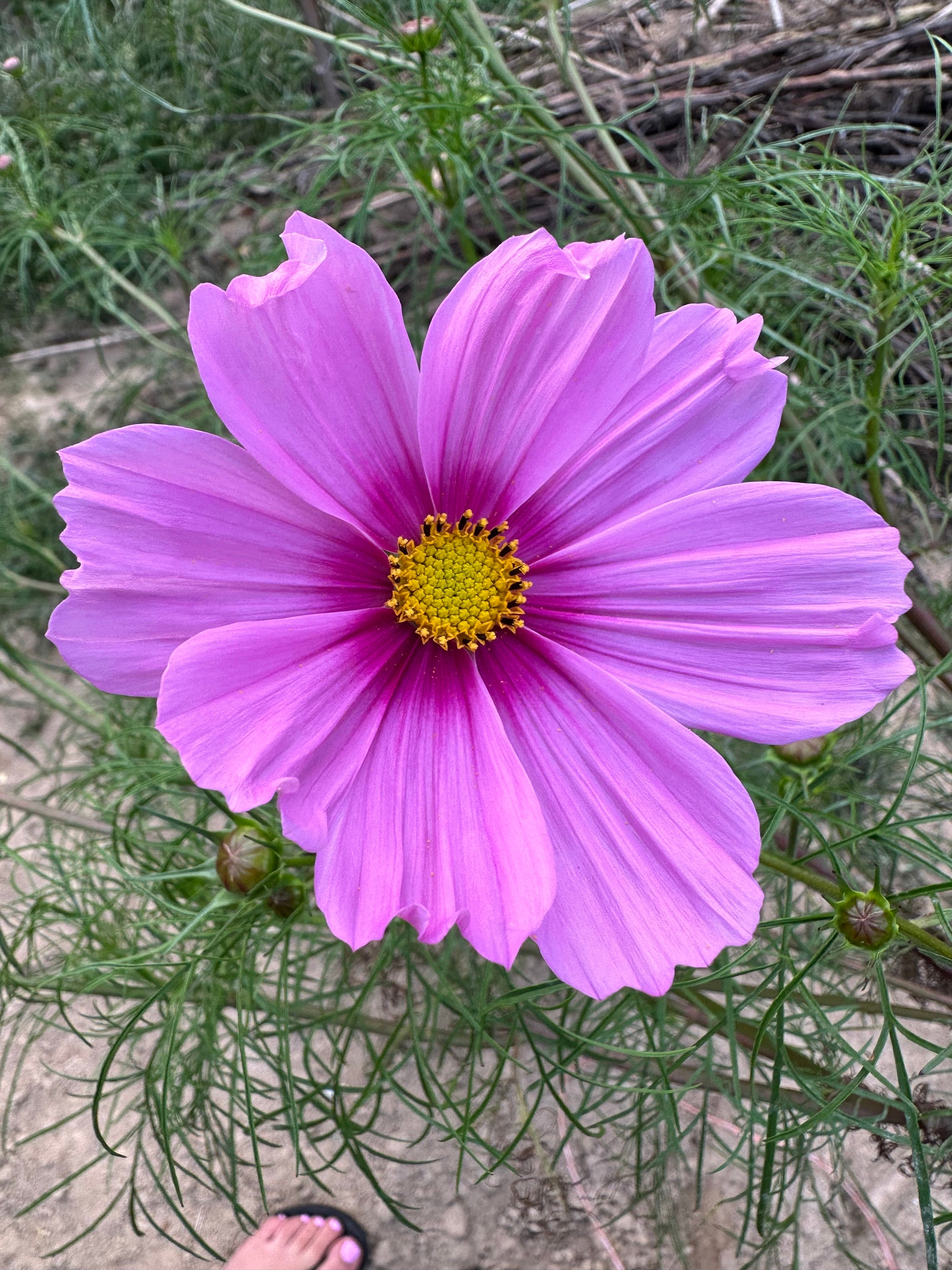 Cosmo Mix Open Pollination 200 Seed Packet OHIO Grown - Etsy