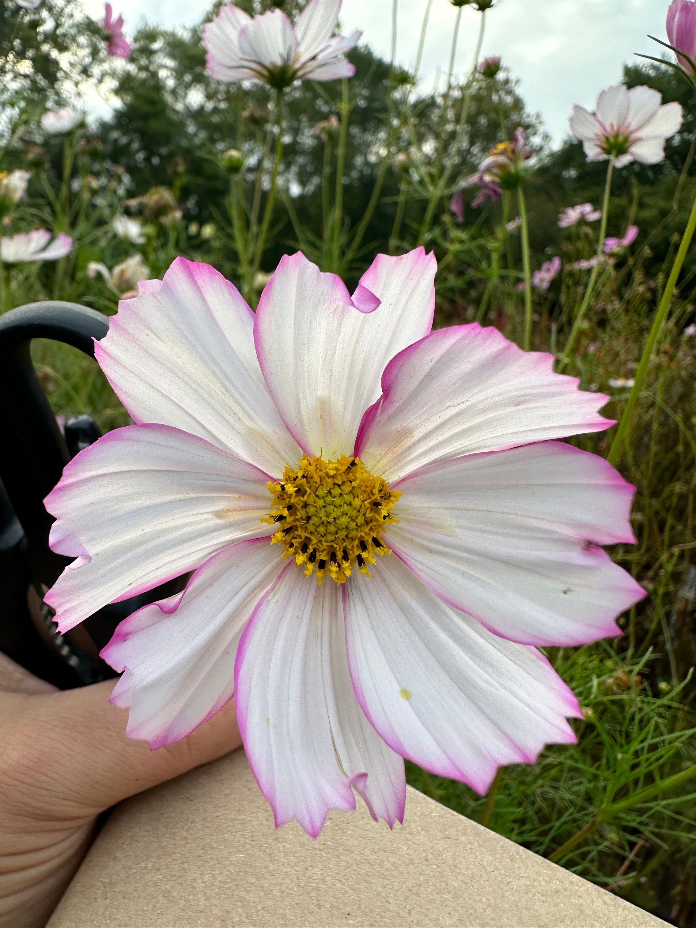 Cosmo Mix Open Pollination 200 Seed Packet OHIO Grown - Etsy