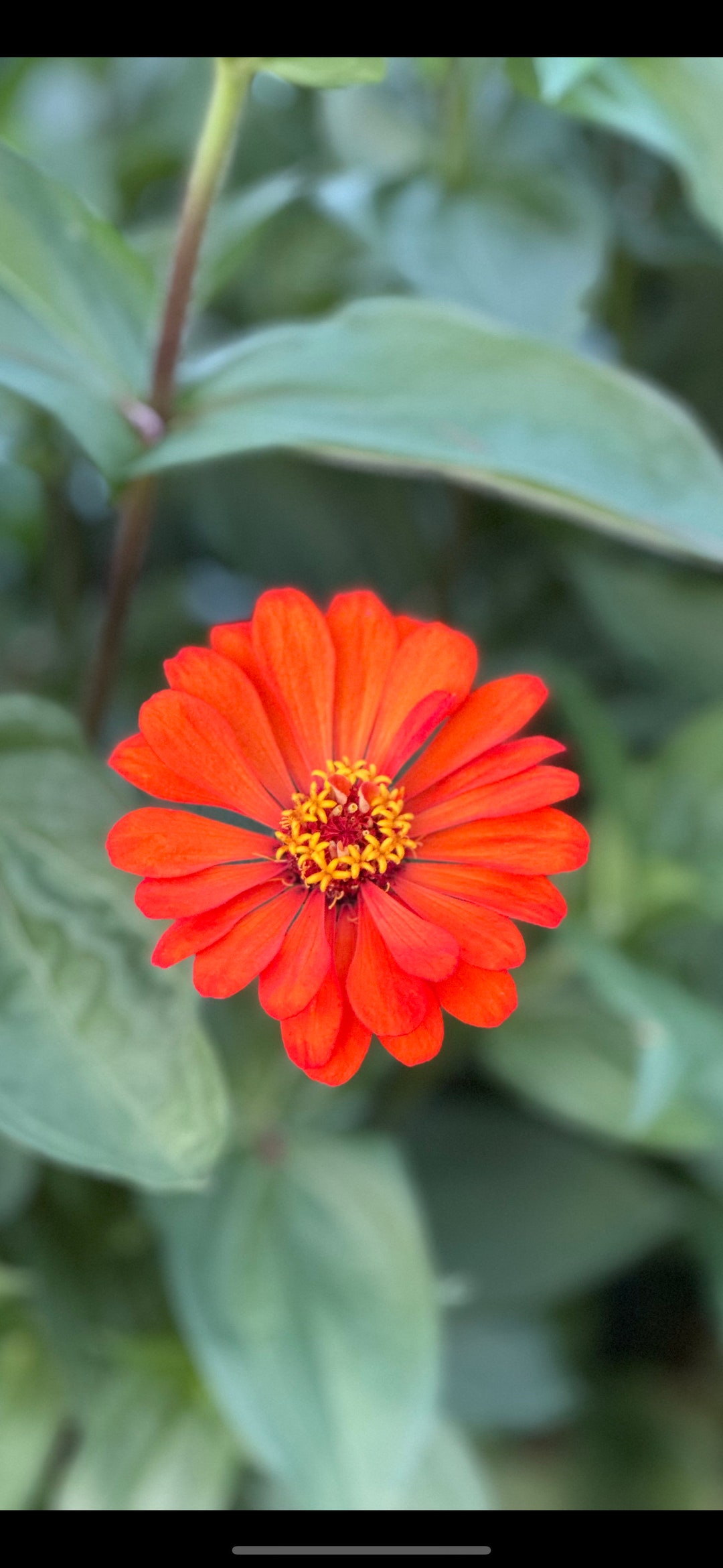 Zinnia Mix Open Pollination 100 Seed Packet OHIO Grown - Etsy