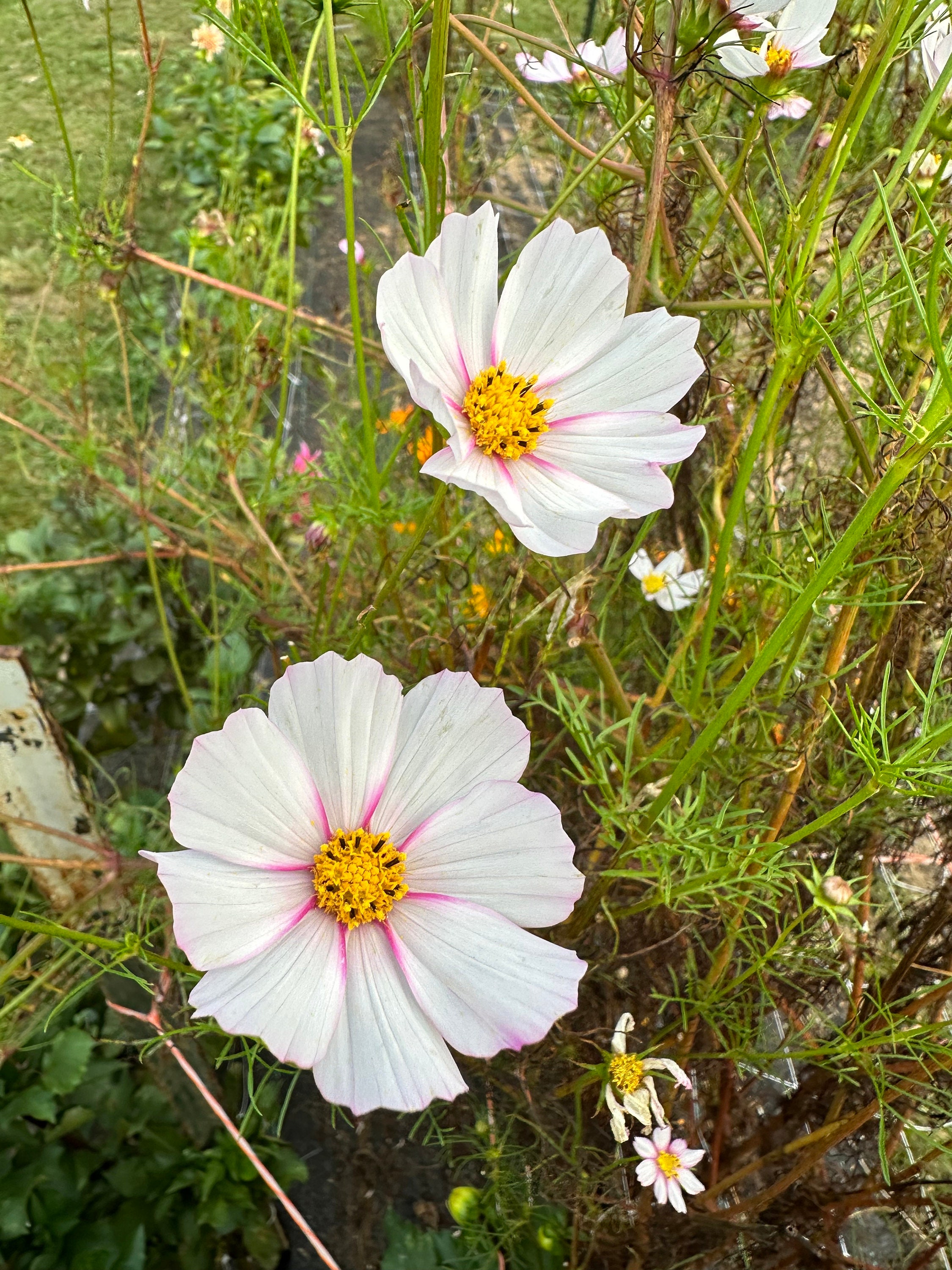 Cosmo Mix Open Pollination 200 Seed Packet OHIO Grown - Etsy