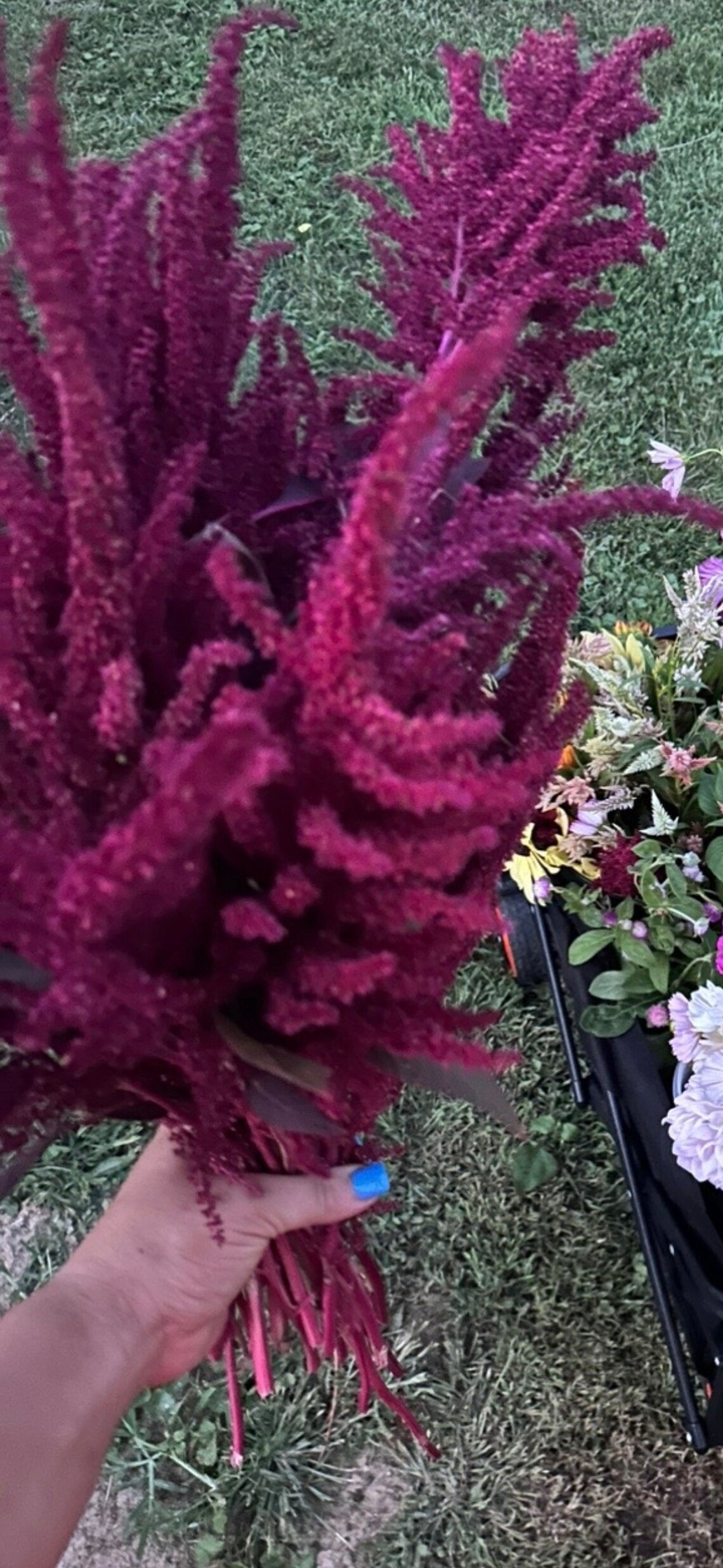 Red Spike Amaranth 200 Seed Packet OHIO Grown - Etsy