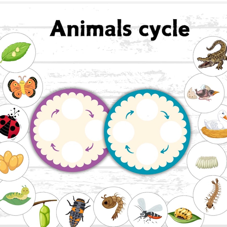 Animal Life Cycle Printable Learning Activity for Kindergarten ...