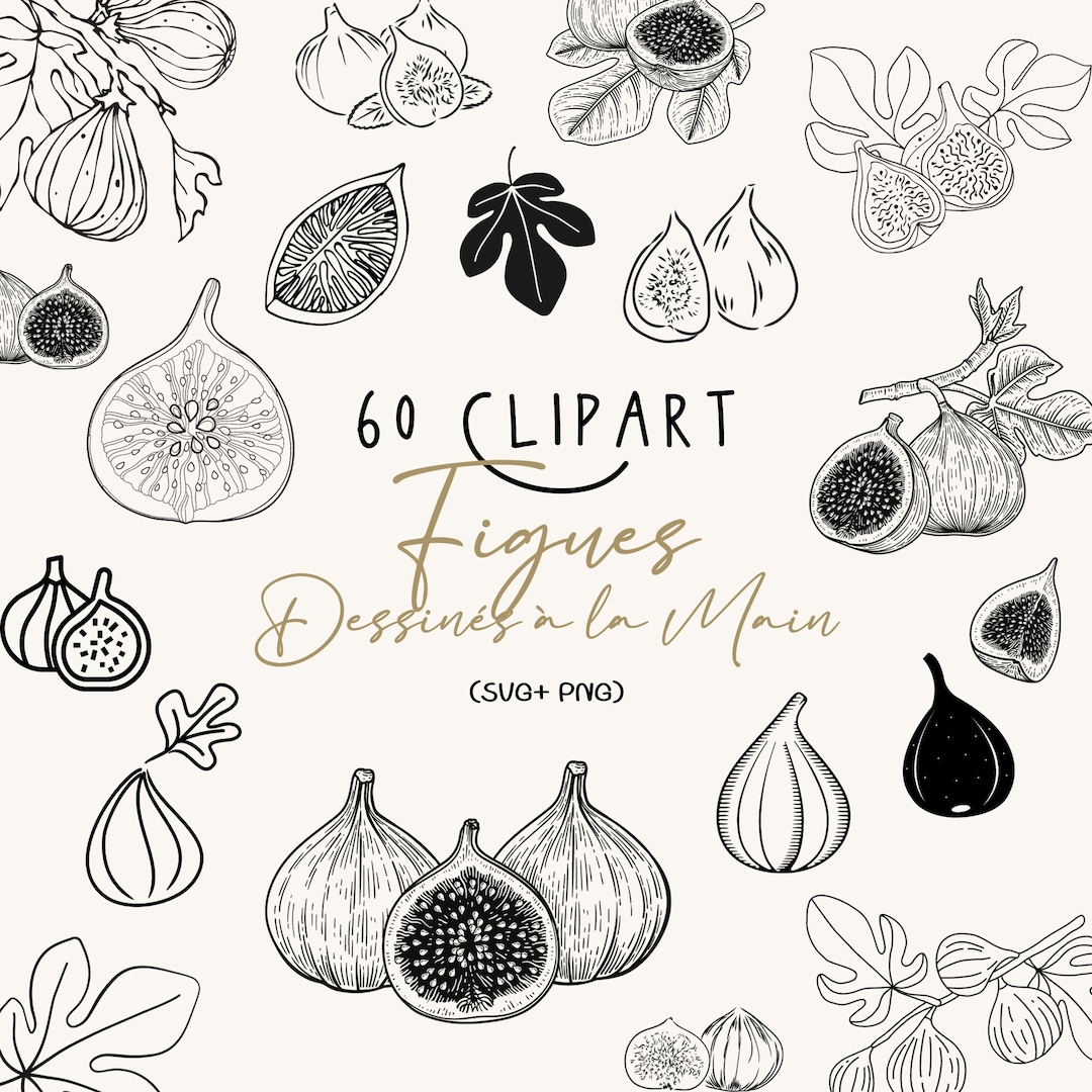 Fig Clipart/fig Line Clipart/autumn Fruit Clipart/svg Fig Line Art/hand ...