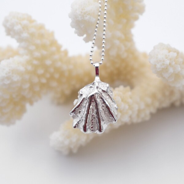 Cats Paw Shell - Etsy